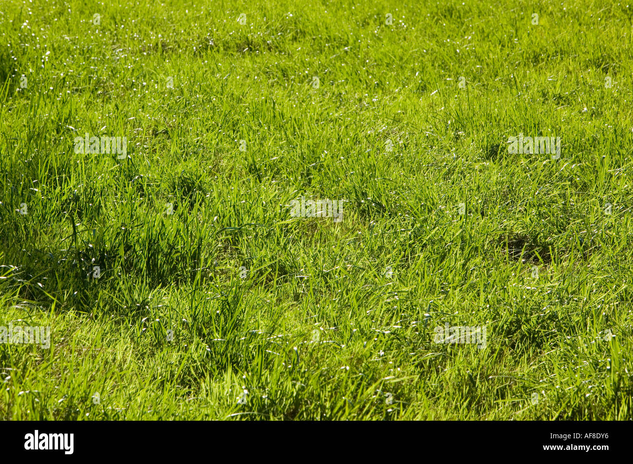 a field of silage grass Stock Photo - Alamy