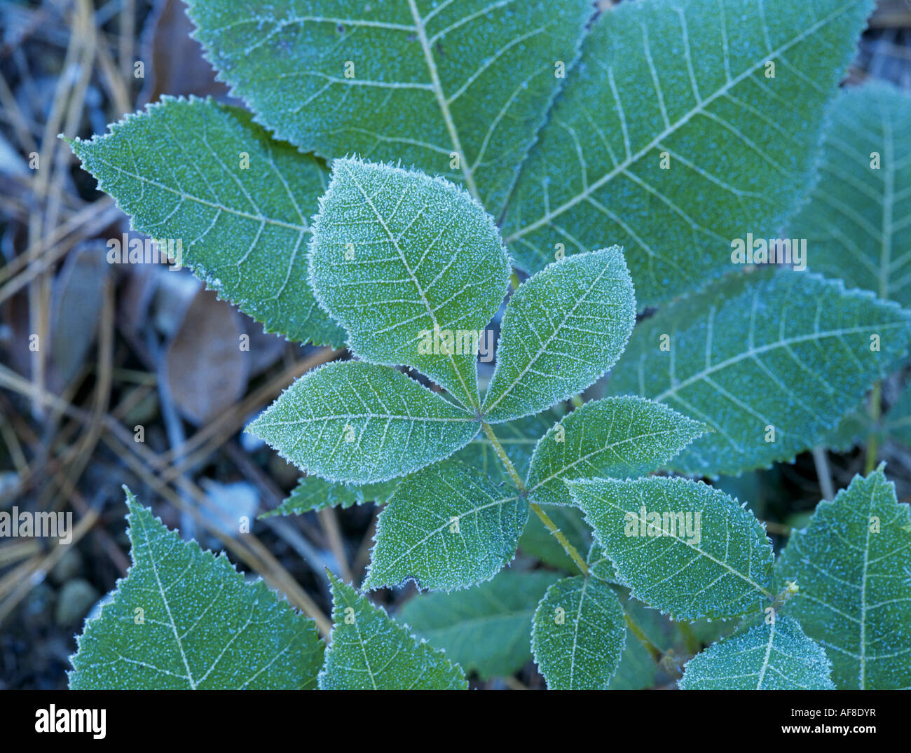Leaves ice over with crystals on a fall autumn day in Hot Springs ...