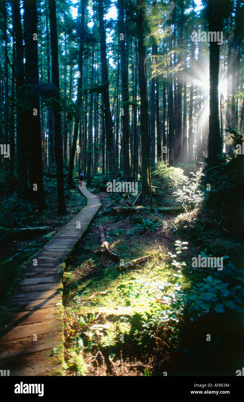 Jettys through wood near Ozette, Olympic National Park, Washington, USA ...