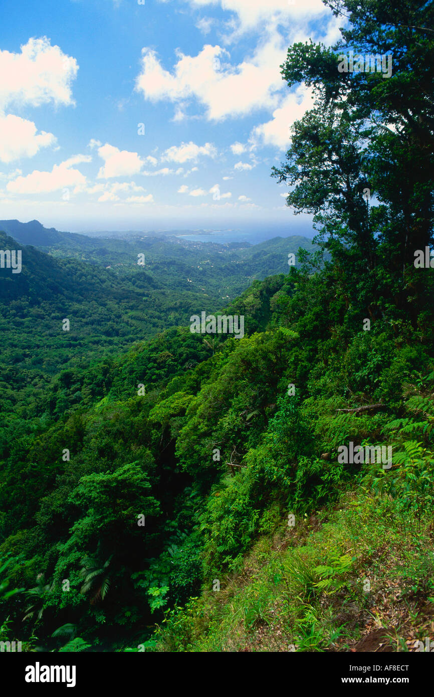 Path to Mount. Qua Qua, Grand Etang Forest Reserve, Grenada, Windward ...