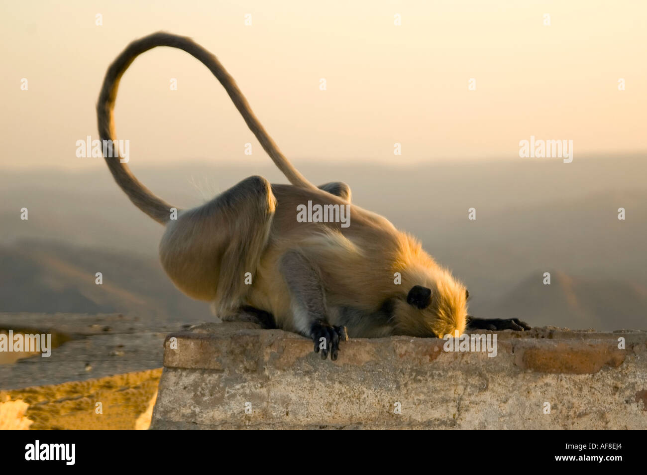 Black footed grey langur hi-res stock photography and images - Alamy