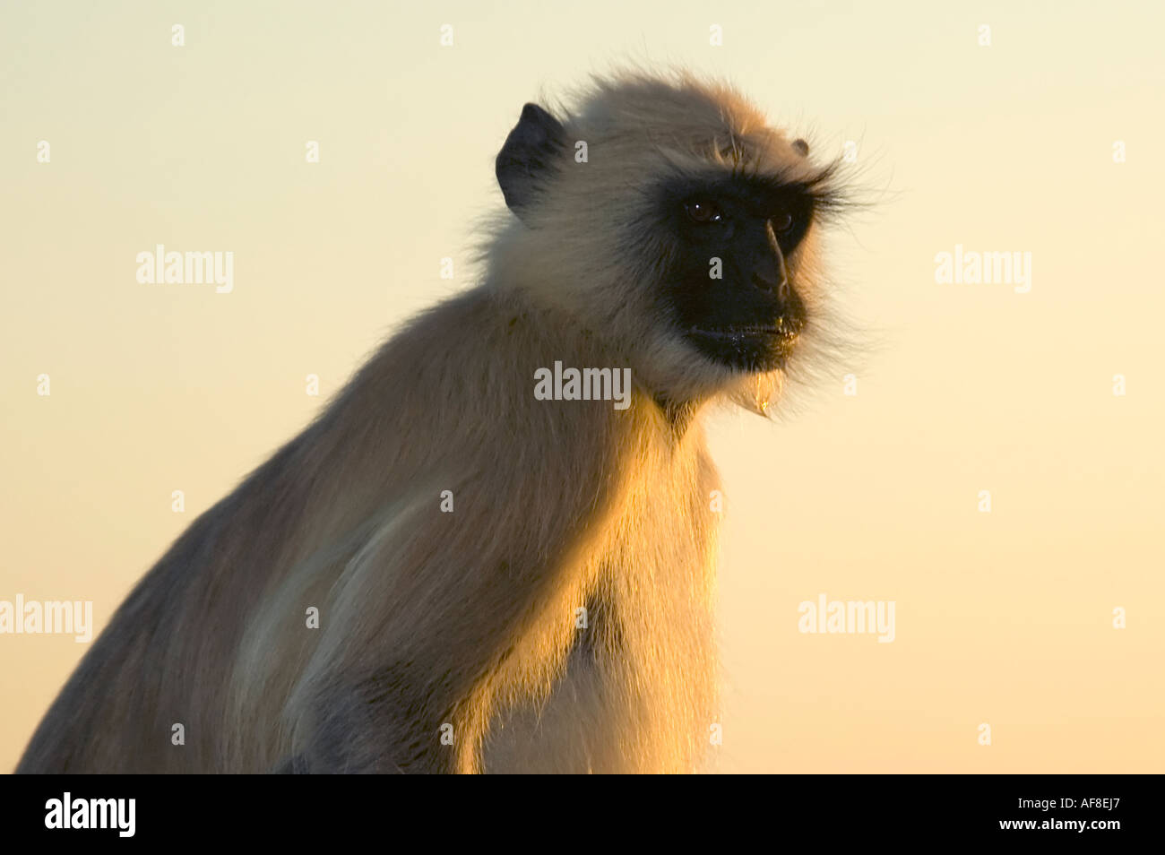 Horizontal close up portrait of an adult Black-footed Gray Langur ...