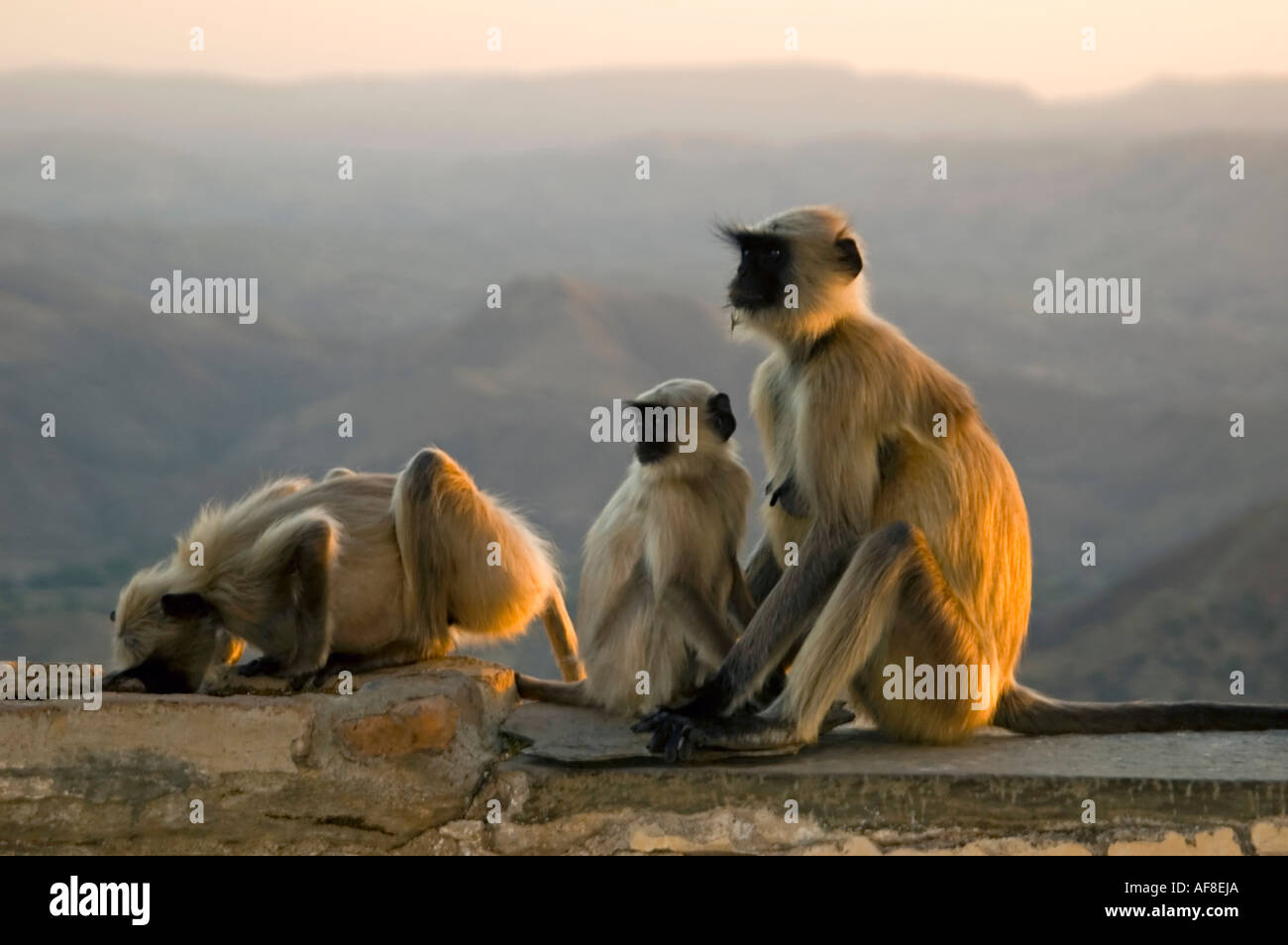 Semnopithecus hypoleucos hi-res stock photography and images - Alamy