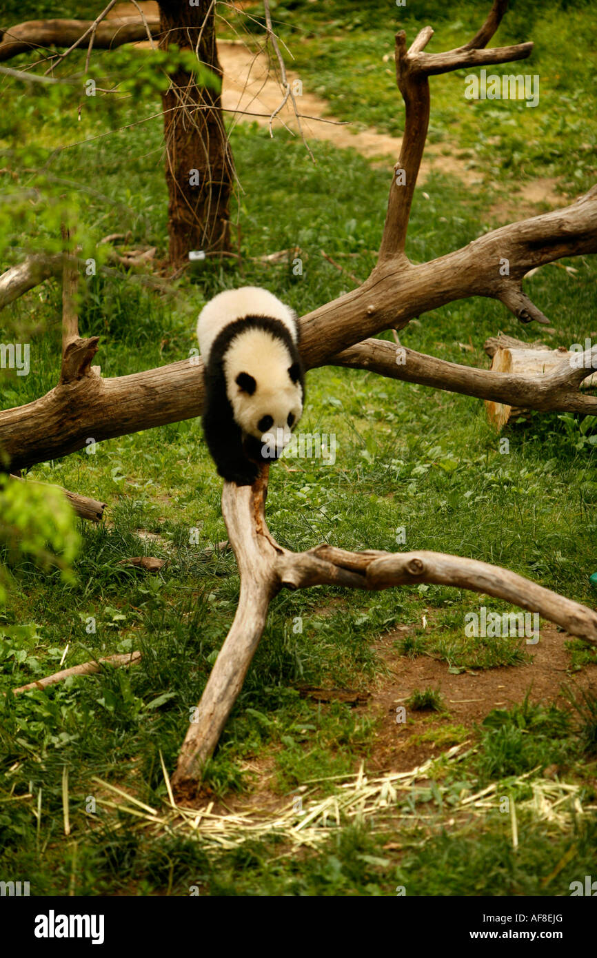 Tai Shan, a Panda cub in Washington Zoo, Washington DC, United States ...