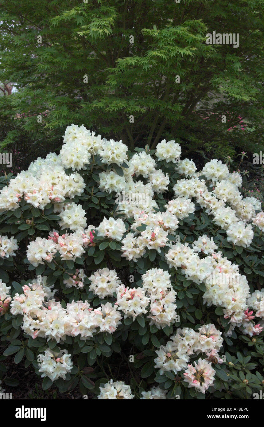 Rhododendron unique hi-res stock photography and images - Alamy