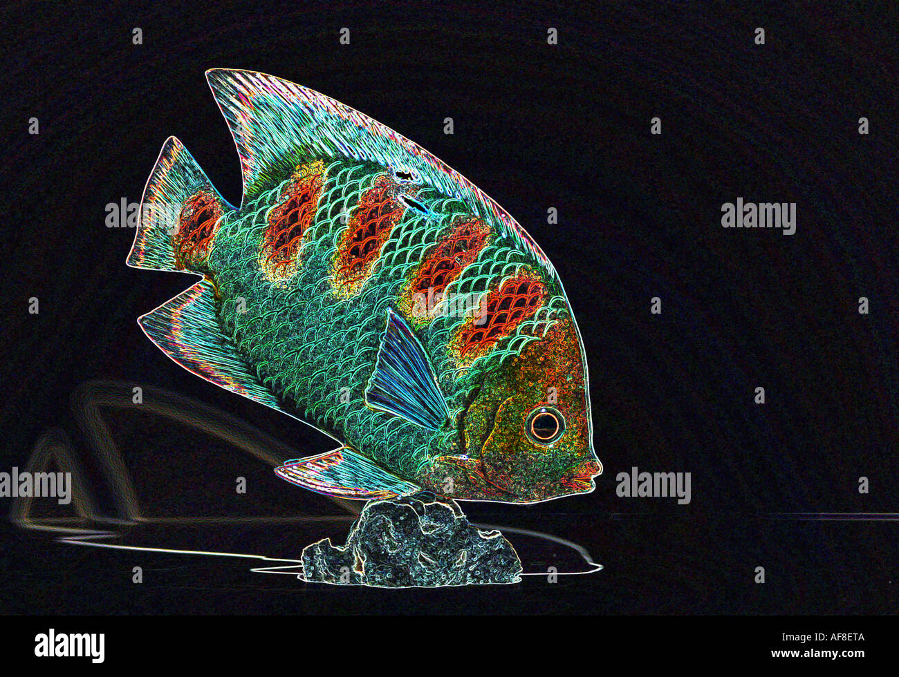 Fish model models hi-res stock photography and images - Alamy