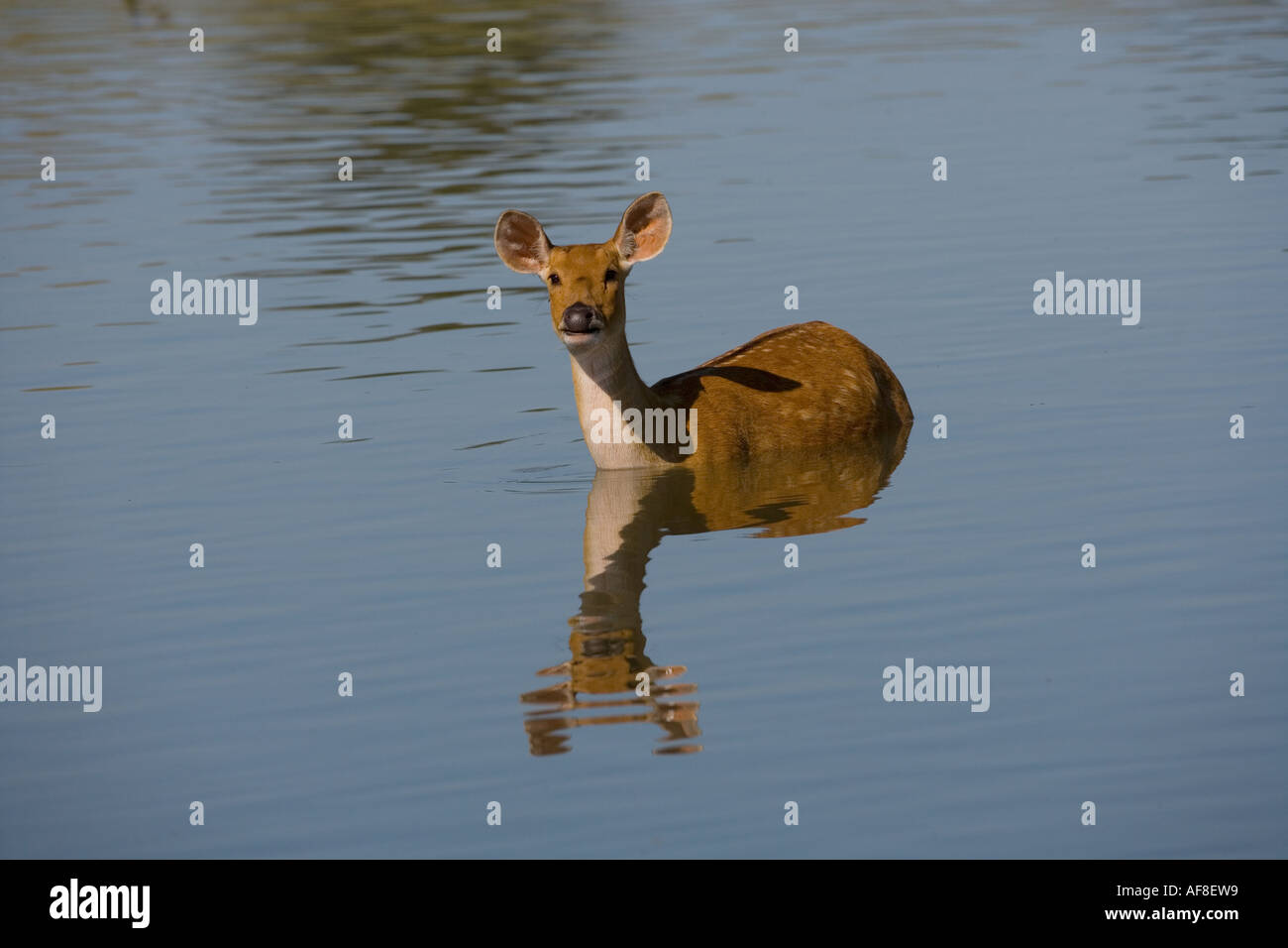 Female Barrasinga Rucervus duvaucelii or Swamp Deer Cooling Off Indian ...