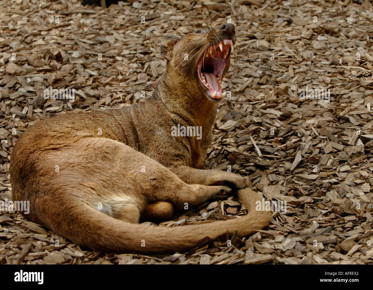 Fossa Cryptoprocta ferox Madagascar Captive Stock Photo - Alamy