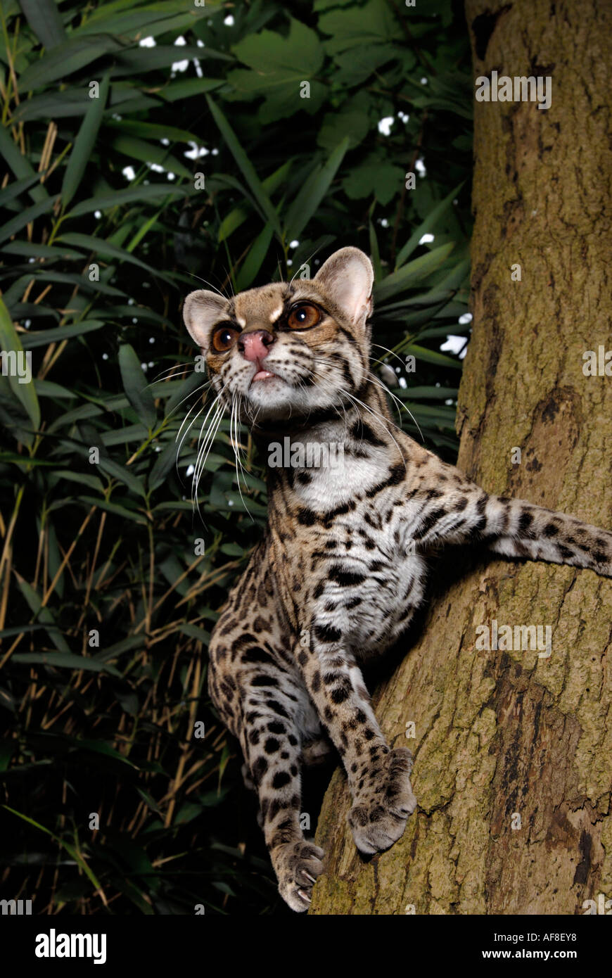 Margay Tree Stock Photos & Margay Tree Stock Images - Alamy
