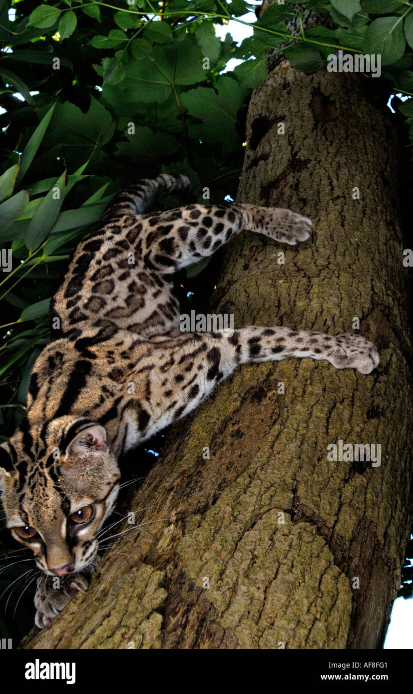 Margay hi-res stock photography and images - Alamy