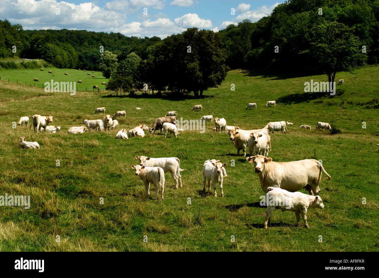 Farm cattle cows cow White Charollais France French Stock Photo - Alamy
