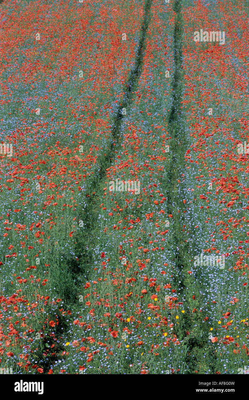 Tractor Tracks in Poppy Field, Lopcombe Corner, Wiltshire, England ...