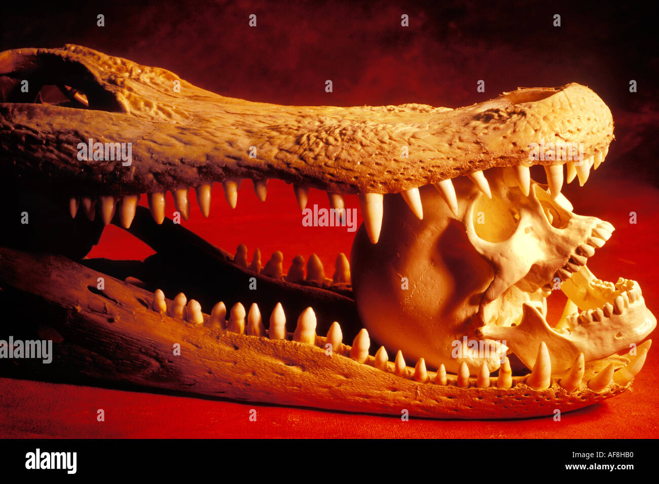 Powerful skull hi-res stock photography and images - Alamy