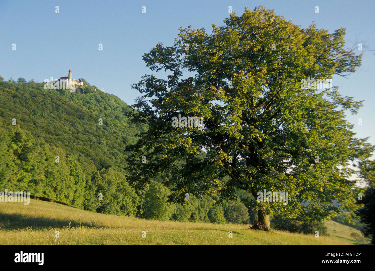Teck castle, Swabian Alb, Baden-Wuerttemberg, Germany, Europe Stock Photo - Alamy