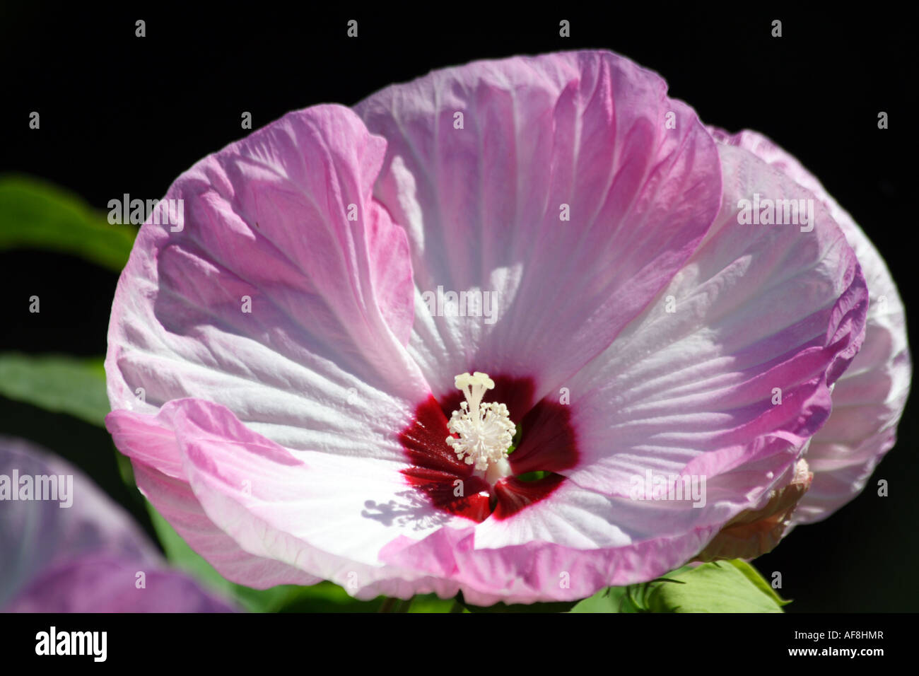 Most beautiful hibiscus flower image hi-res stock photography and ...