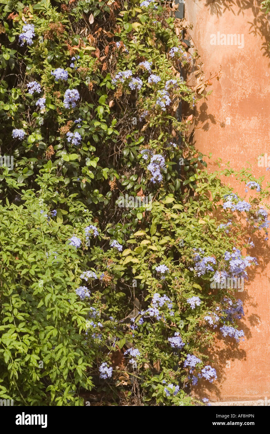 Italian flowers on wall in rome Stock Photo - Alamy