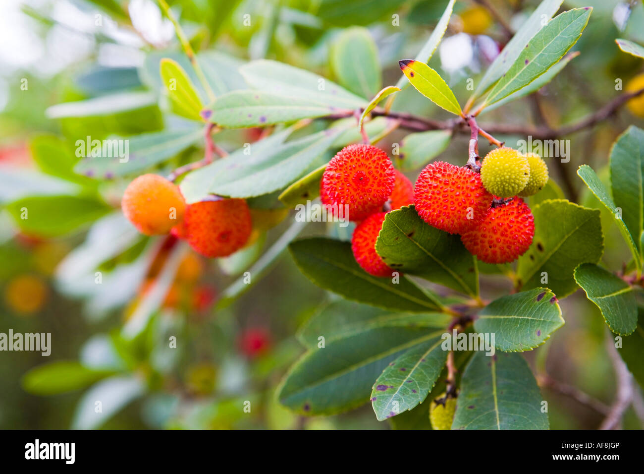 Fruit of the Strawberry Tree, Arbutus unedo L., Sardinia, Italy Stock ...