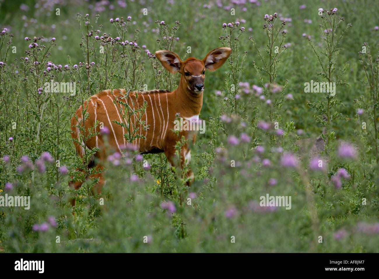 Bongo Tragelaphus eurycerus Calf Stock Photo - Alamy