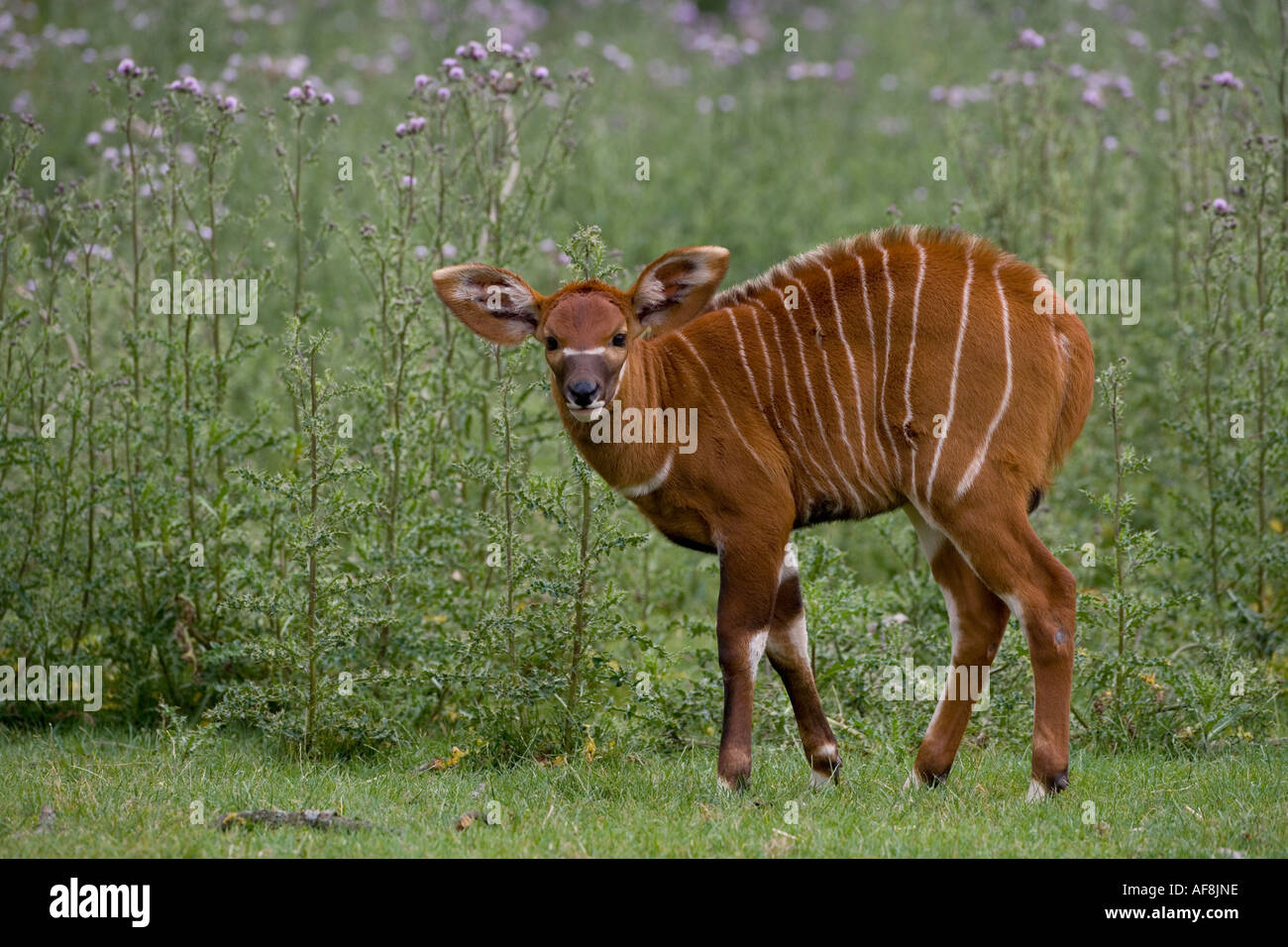 Bongo Tragelaphus eurycerus Calf Stock Photo - Alamy