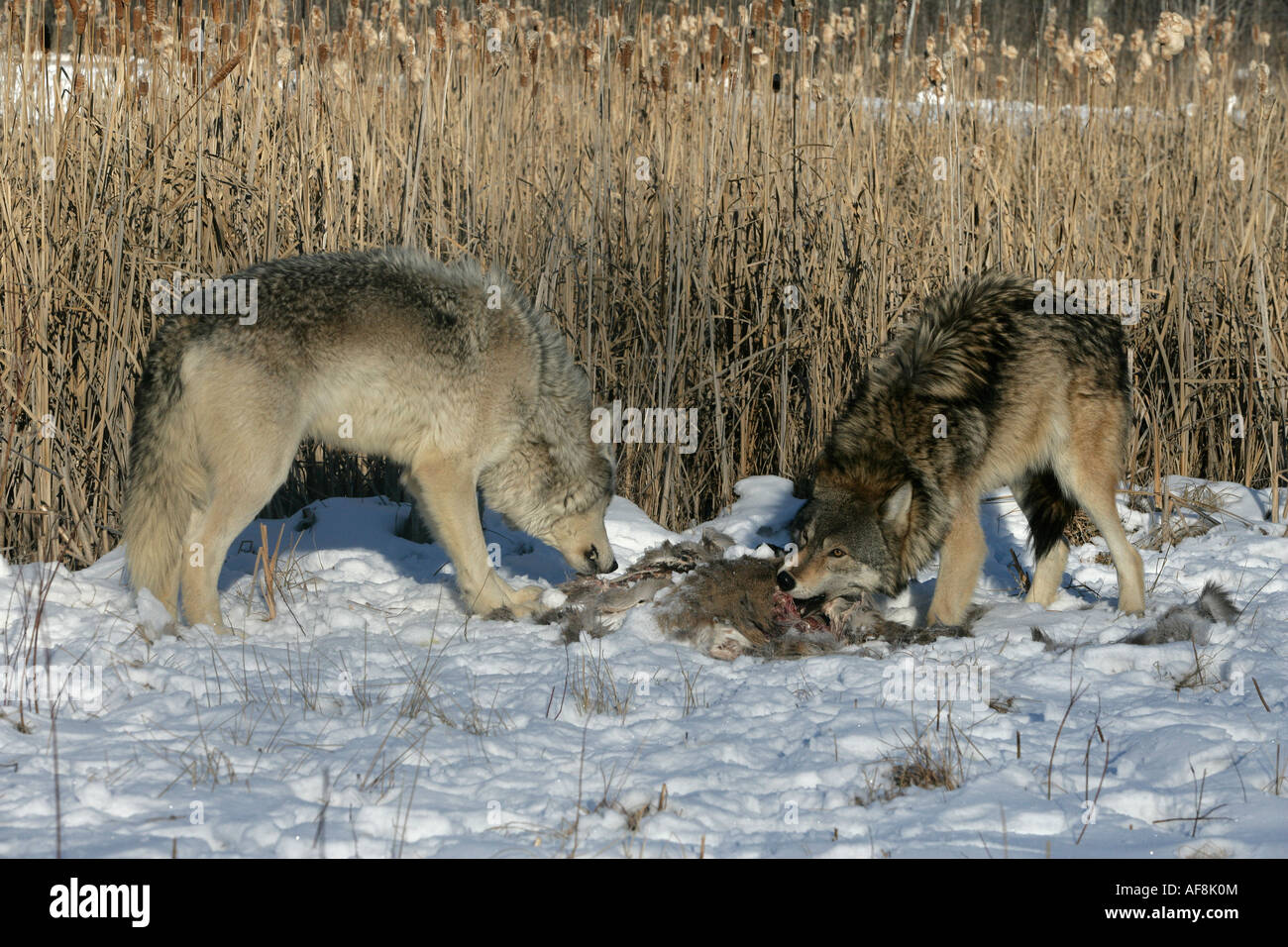 Grey wolf Canis lupus Stock Photo - Alamy