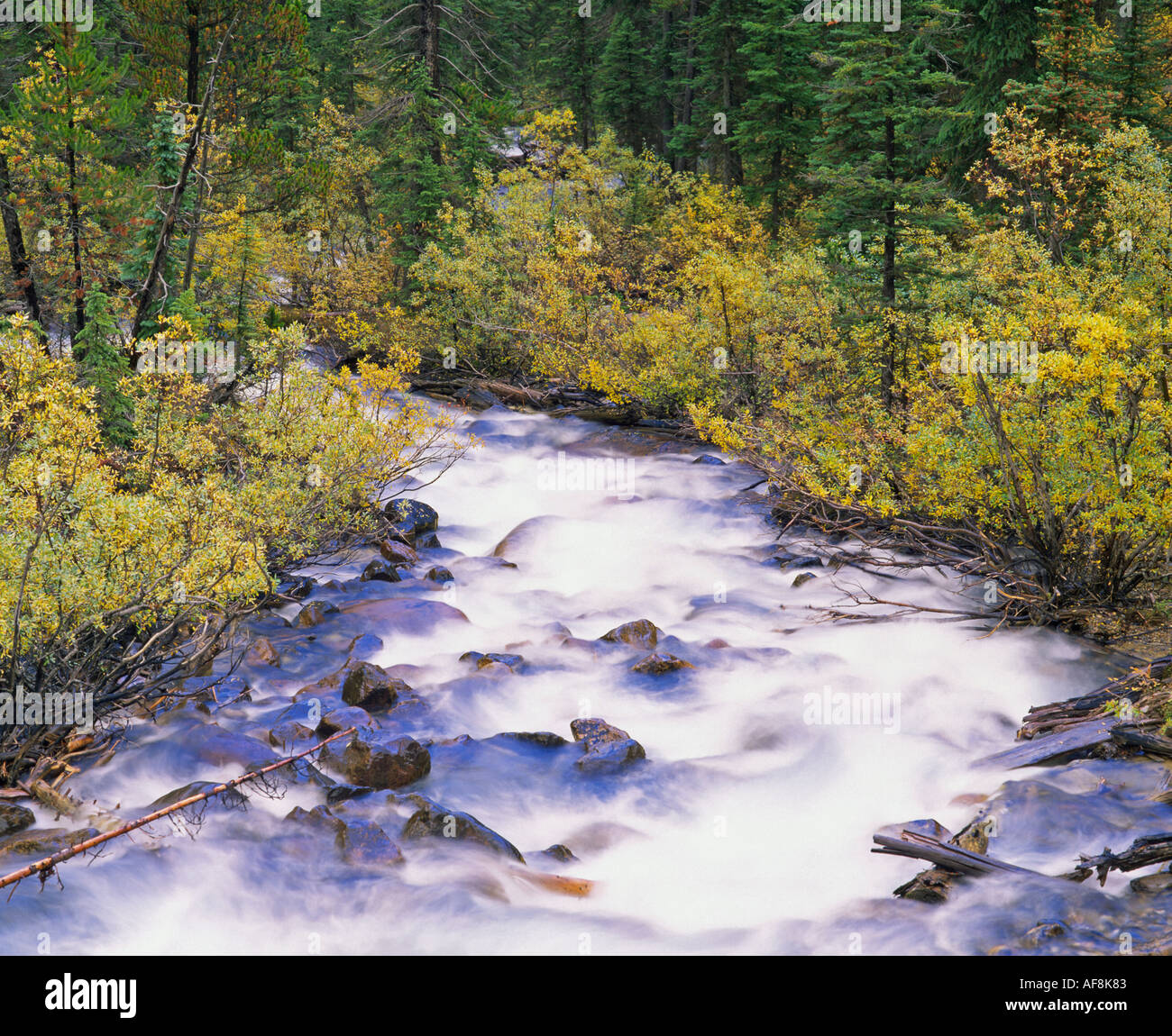 Mountain brook in autumn Banff National Park Alberta Canada Stock Photo ...