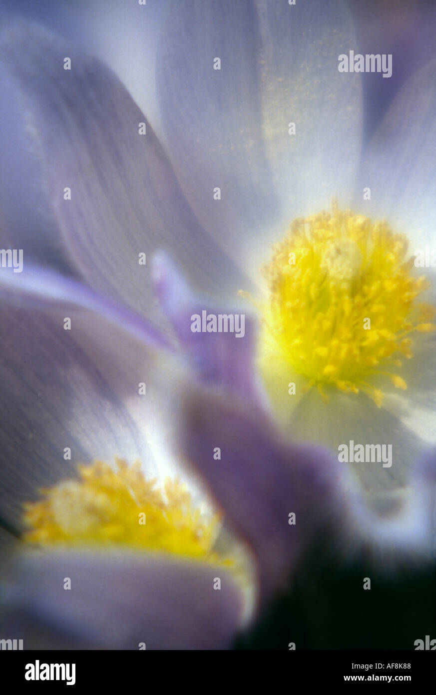 Prairie crocus canada spring hi-res stock photography and images - Alamy