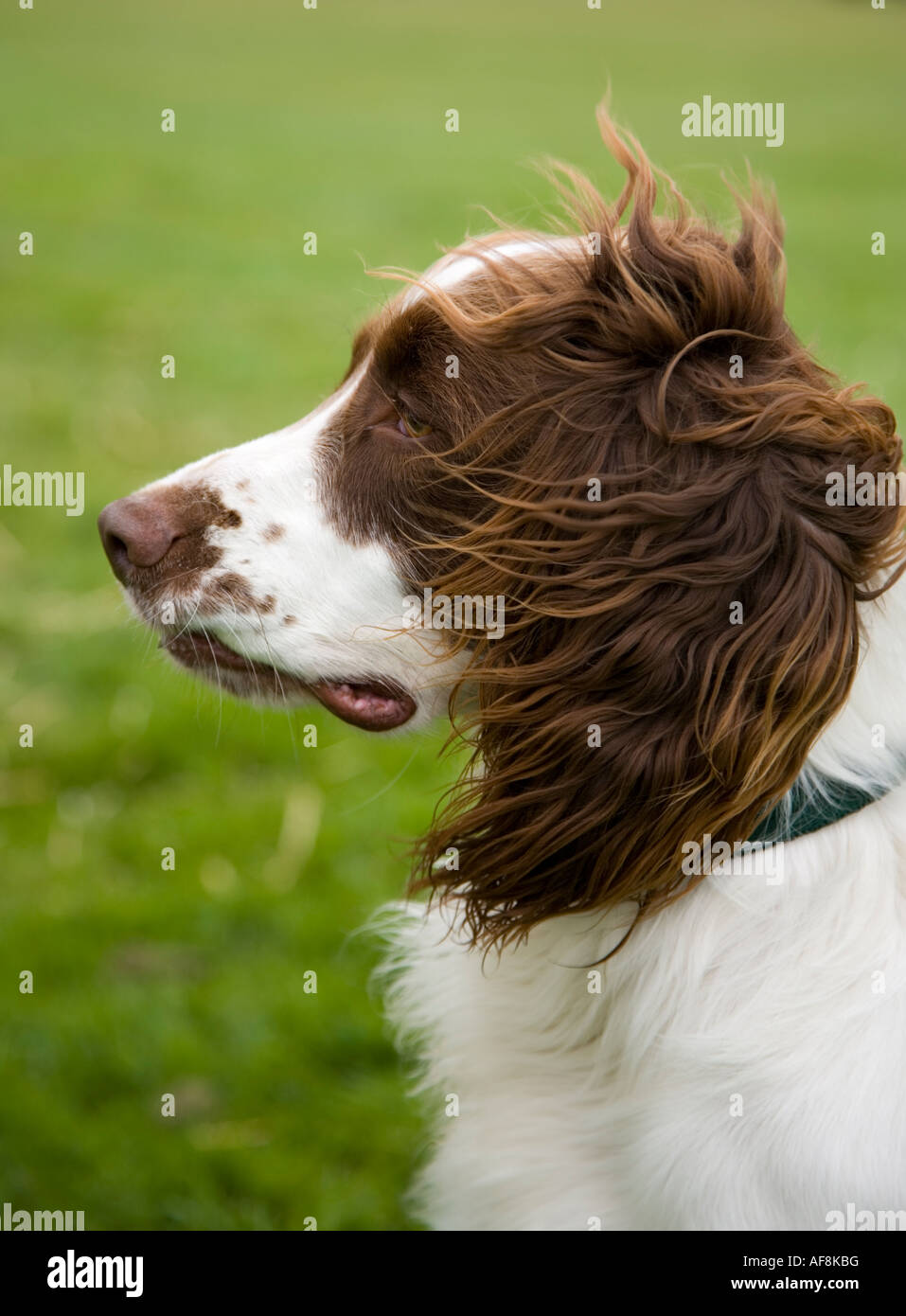 Windy portrait fir hi-res stock photography and images - Alamy