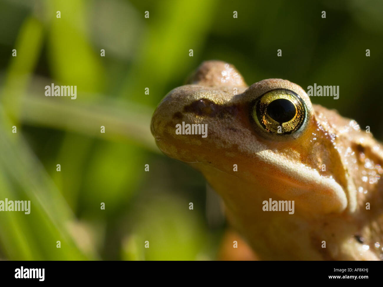 Young golden frog Stock Photo - Alamy