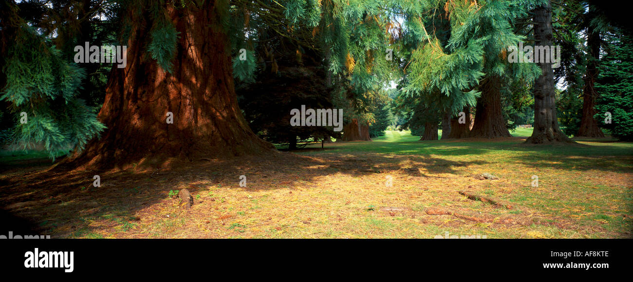 Giant Redwood Tree Pinetum Scone Palace Perthshire Scotland Stock Photo ...