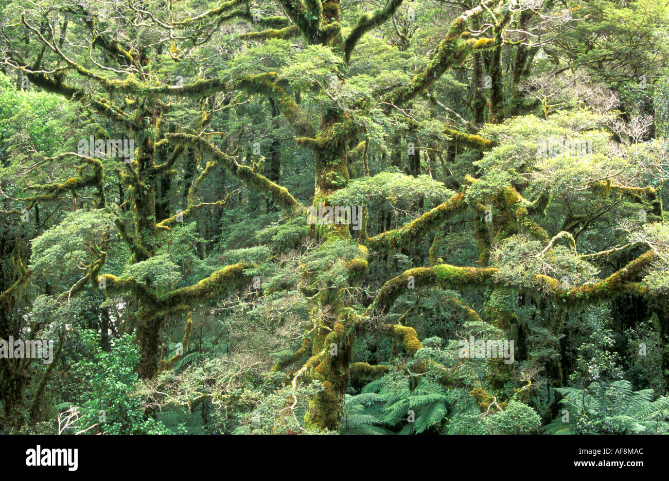 moss covered trees in south Island New Zealand Stock Photo - Alamy