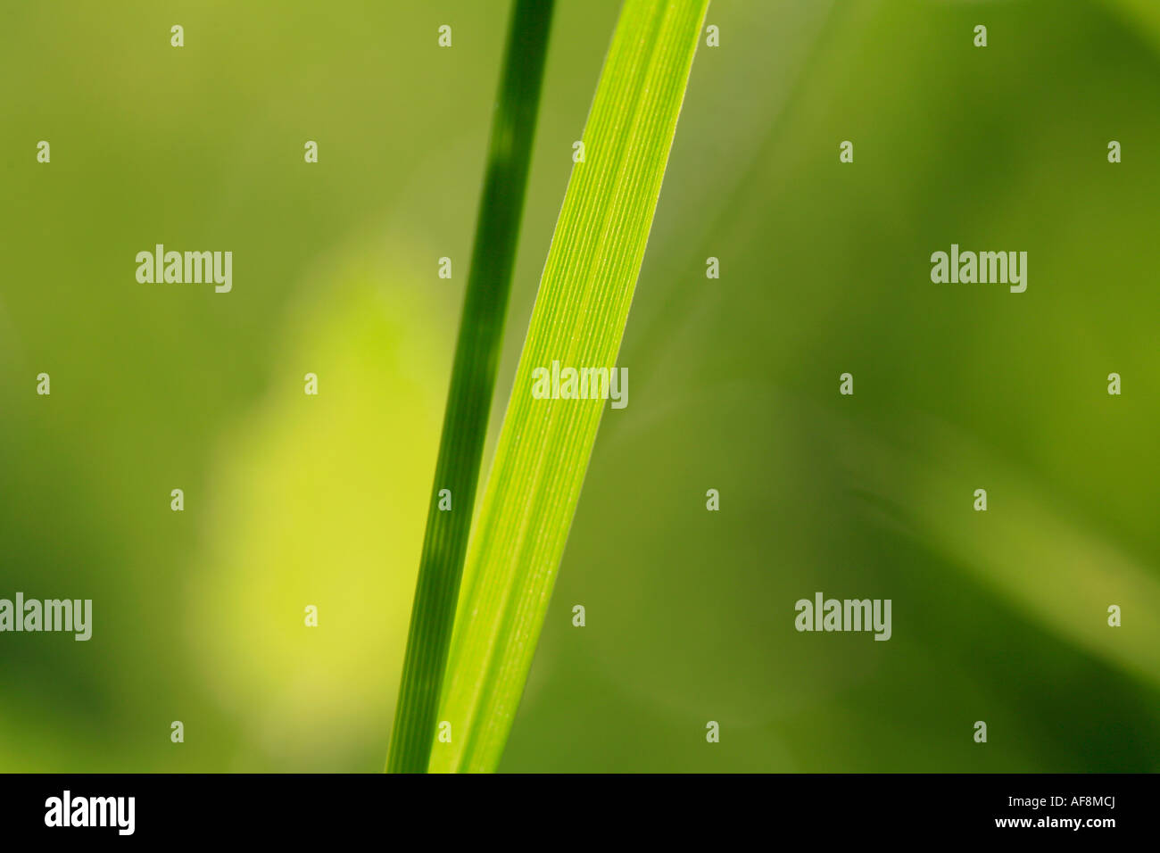 Close-up macro abstract image of thin translucent sharp grass blade on ...