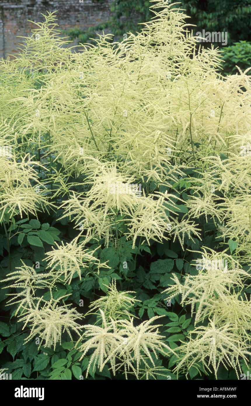 Aruncus sylvestris hi-res stock photography and images - Alamy