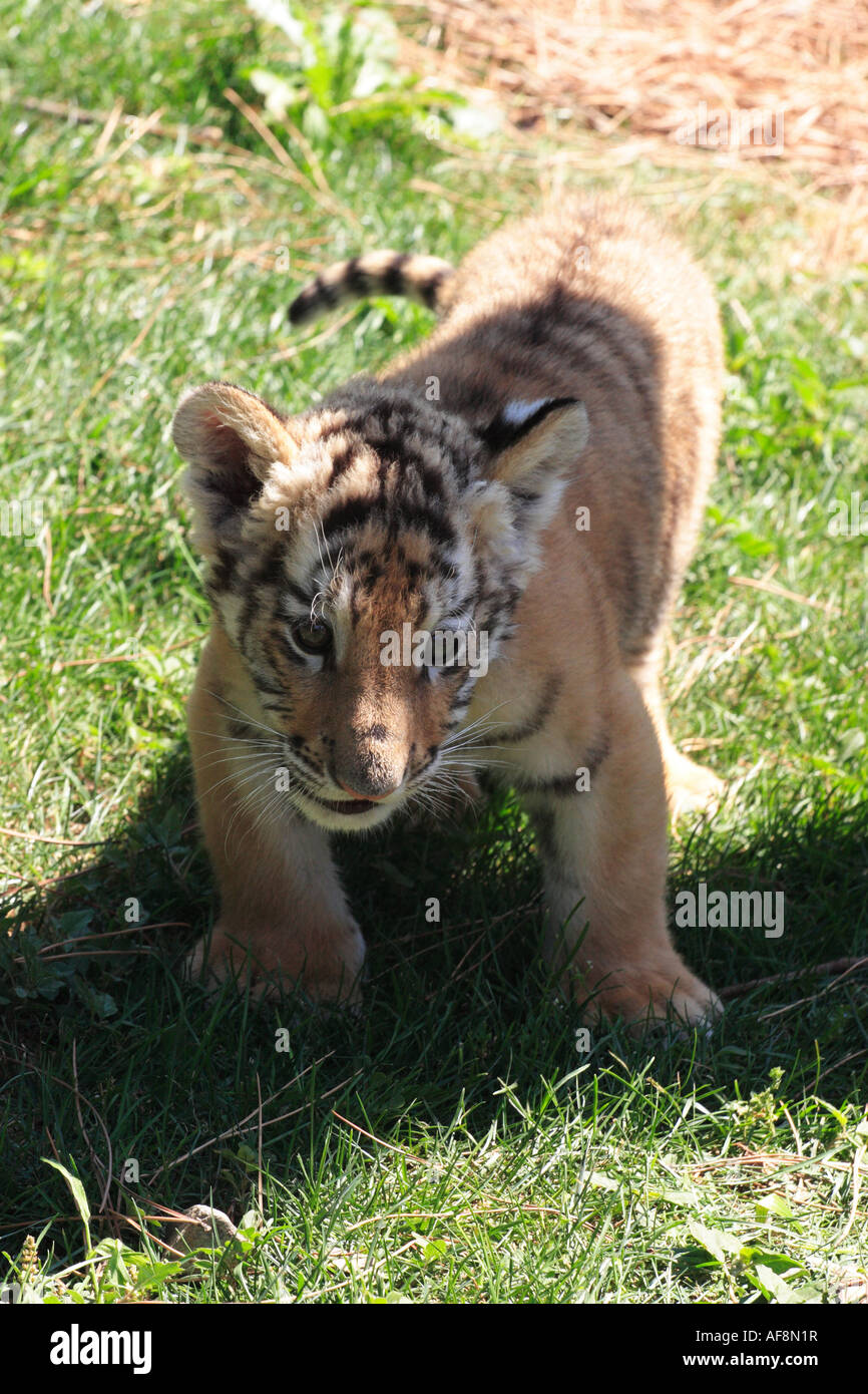 Siberian tiger cub Stock Photo - Alamy