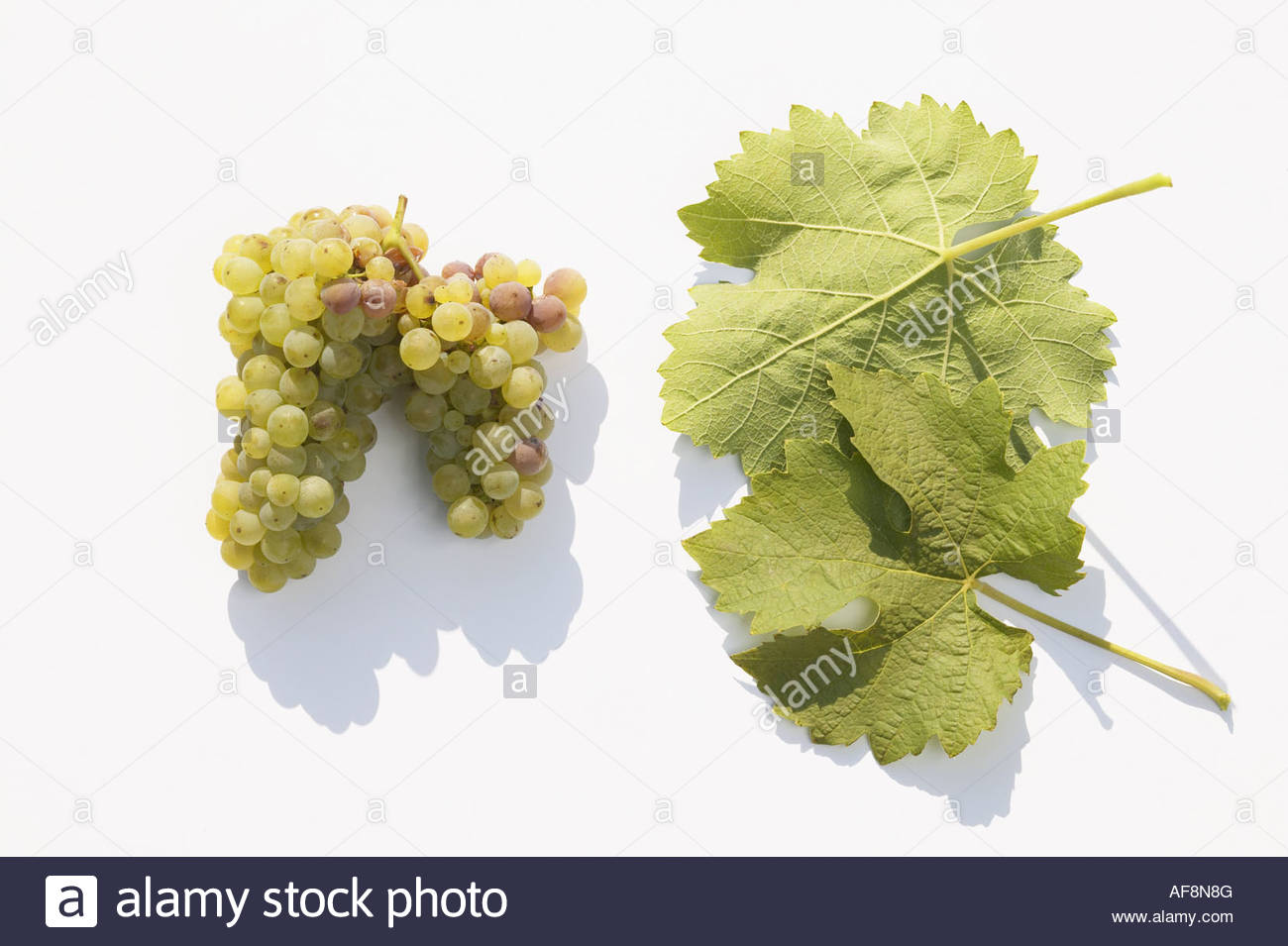 Bacchus Grapes Stock Photos & Bacchus Grapes Stock Images - Alamy