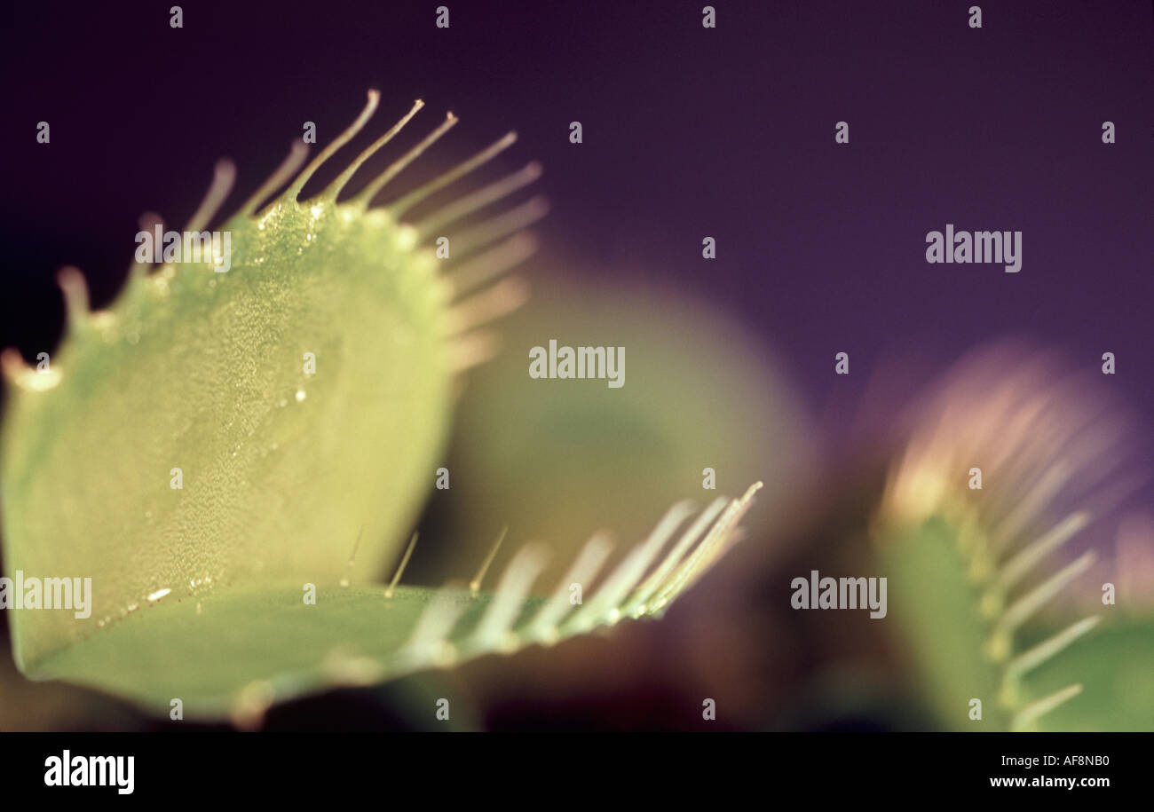 Venus fly trap and insect hi-res stock photography and images - Alamy