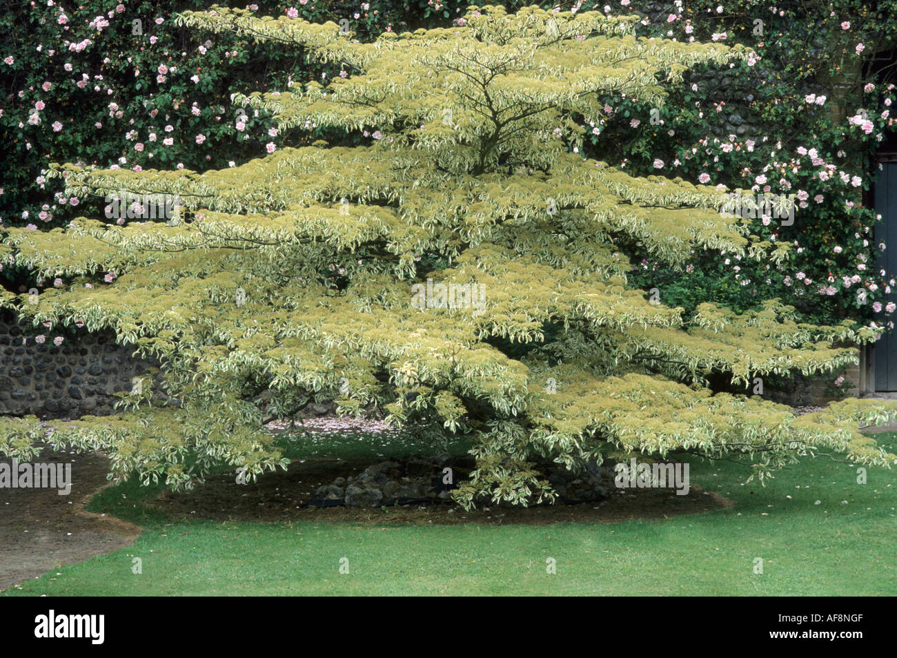 Cornus controversa 'Variegata', Lawns Farm, Norfolk, variegated leaf ...