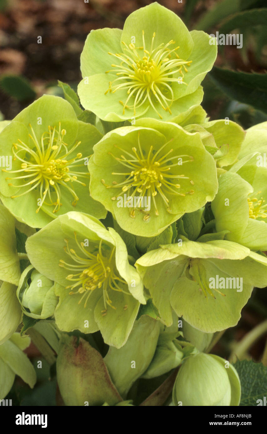 Helleborus lividus argutifolius hi-res stock photography and images - Alamy