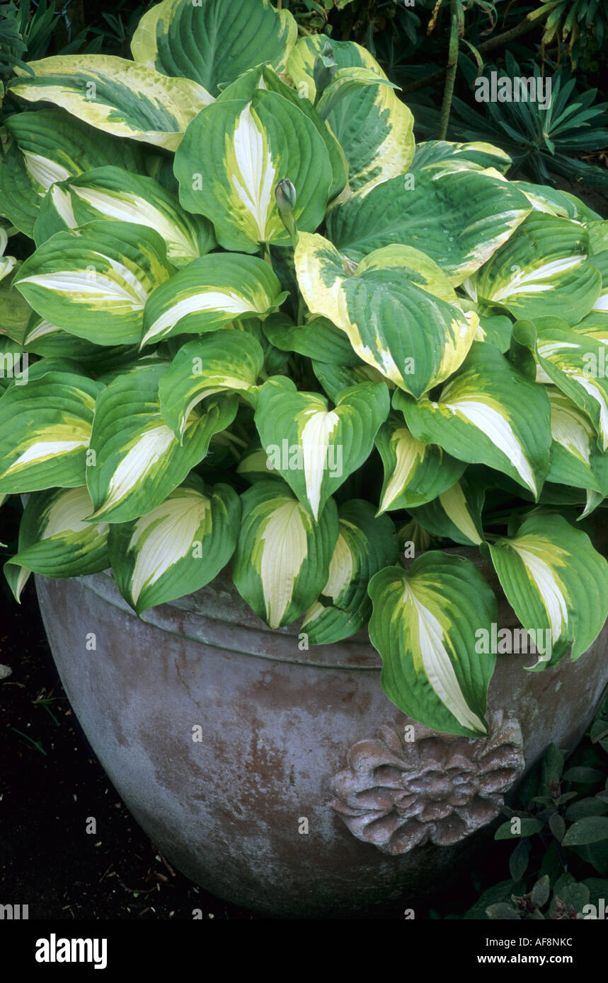 Hosta variegated Container Planter Stock Photo - Alamy