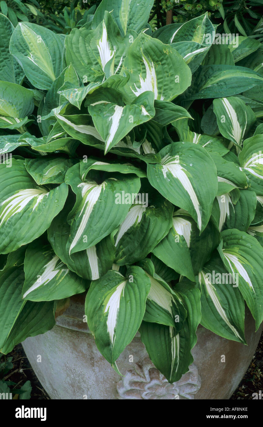 Hosta variegated Container Planter Stock Photo - Alamy