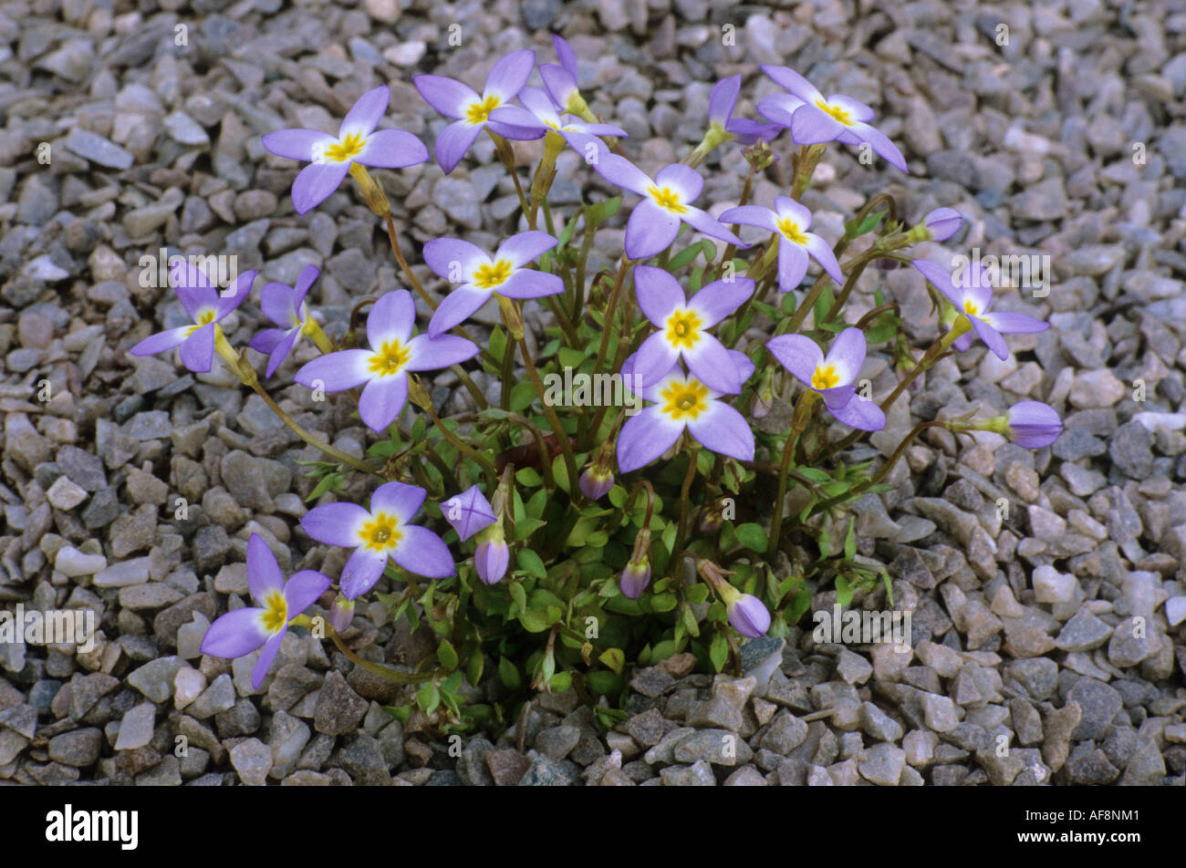Houstonia Caerulea High Resolution Stock Photography and Images - Alamy