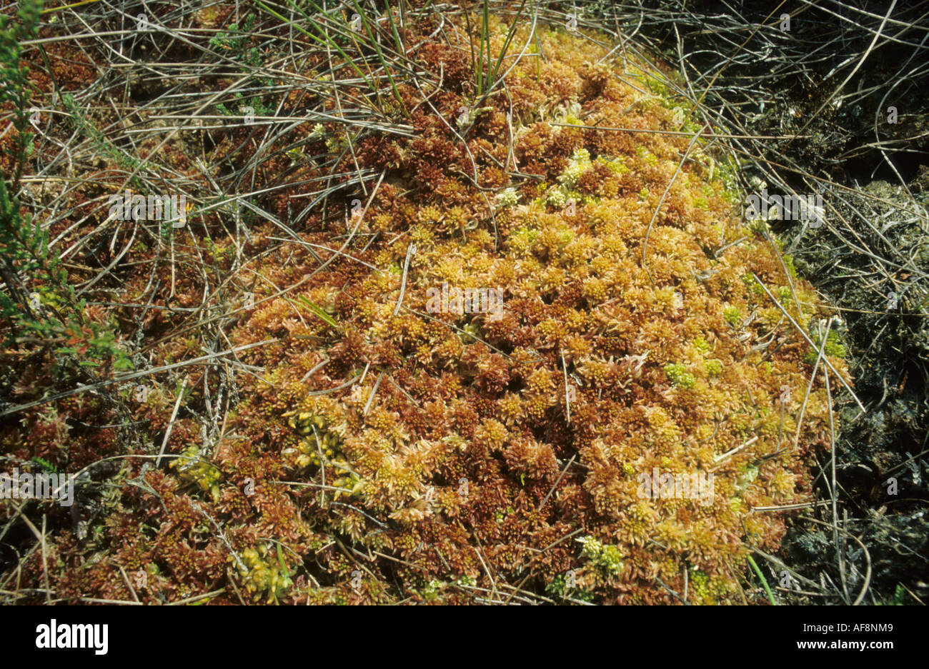 Irish Peat Bog, detail of mosses Stock Photo - Alamy