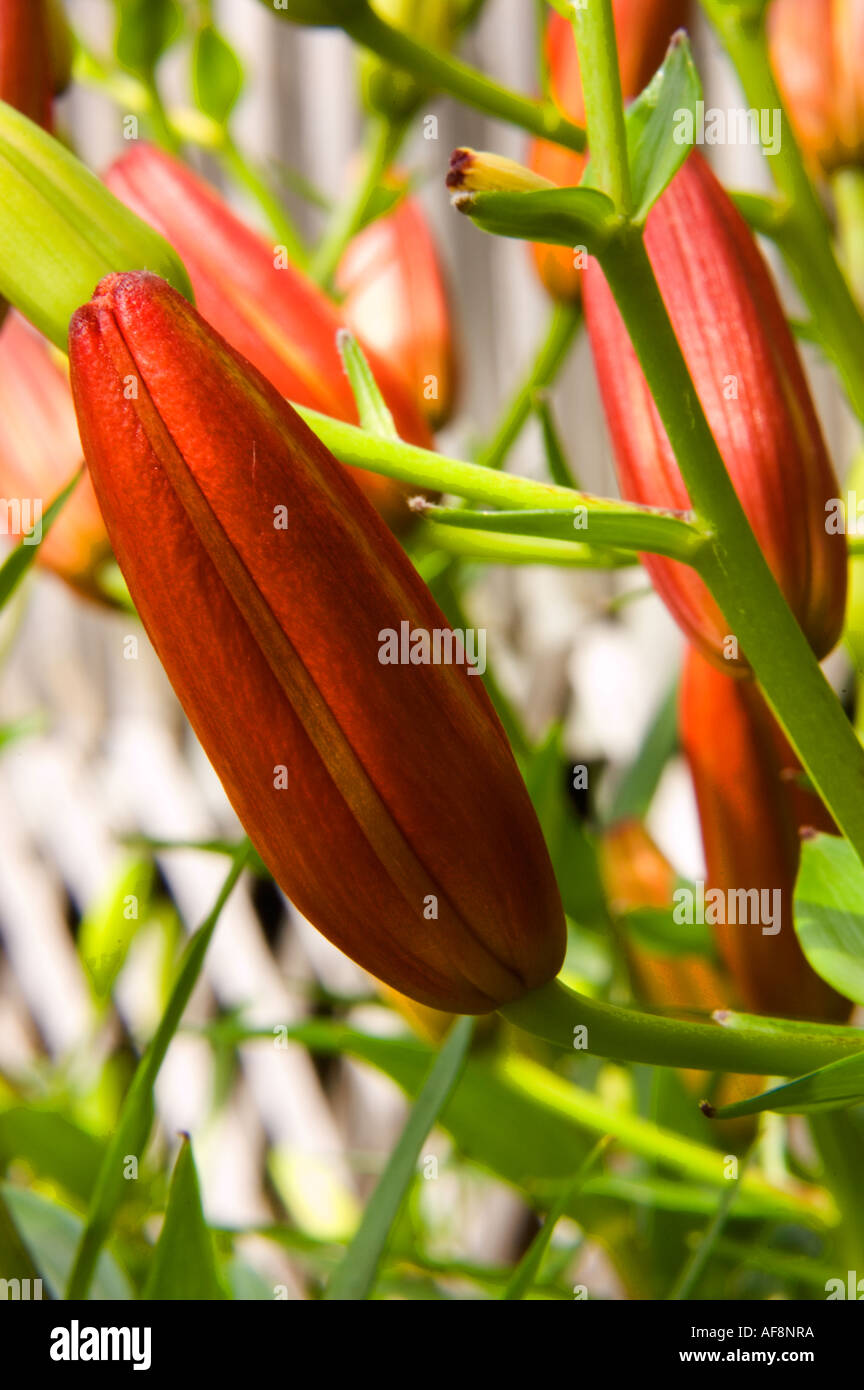 Tiger lilly buds close hi-res stock photography and images - Alamy