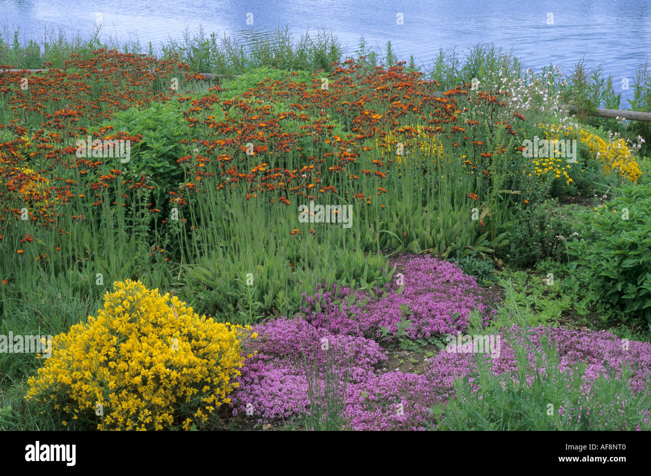The Wave Garden, Pensthorpe, Raised bank planting, hieracium Fox and ...