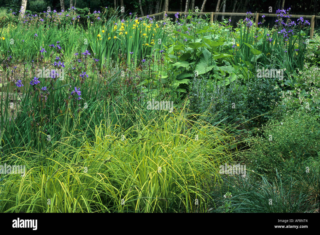 The Wave Garden, Pensthorpe, bog planting, Iris sibirica 'Papillon ...