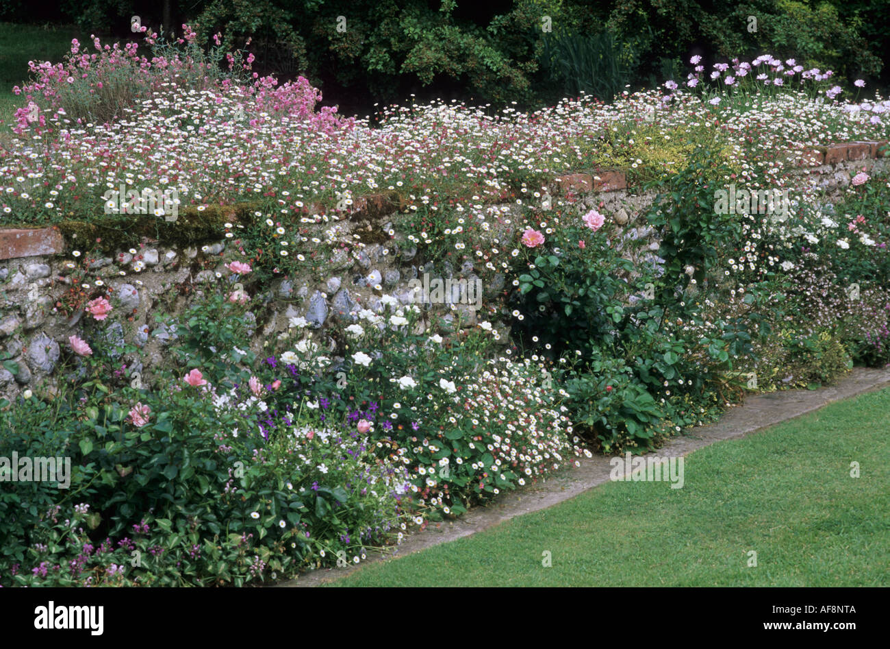Rosa surrey and rosa kent hi-res stock photography and images - Alamy