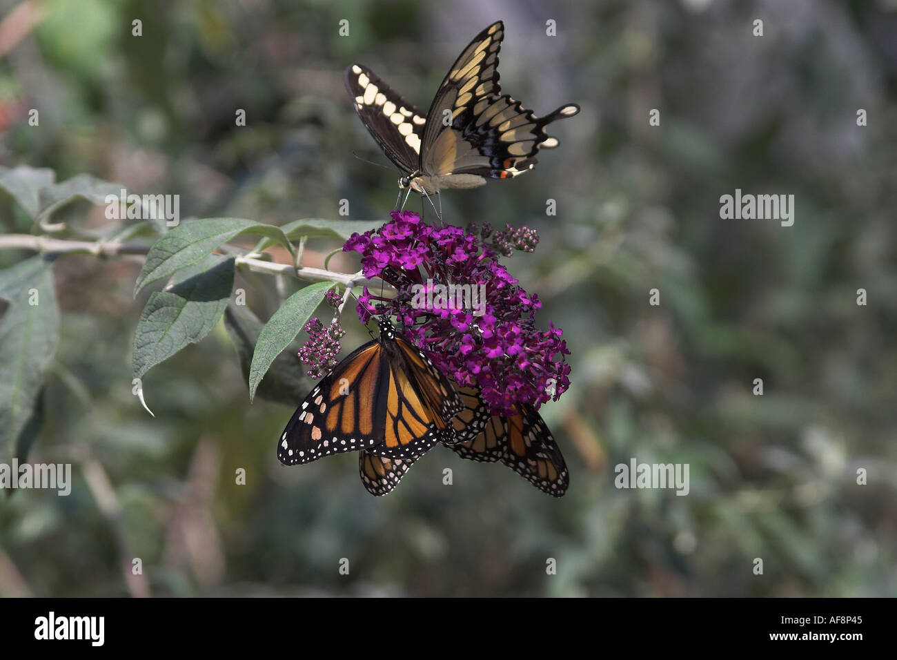 Giant Swallowtail and Monarch butterflies Stock Photo - Alamy