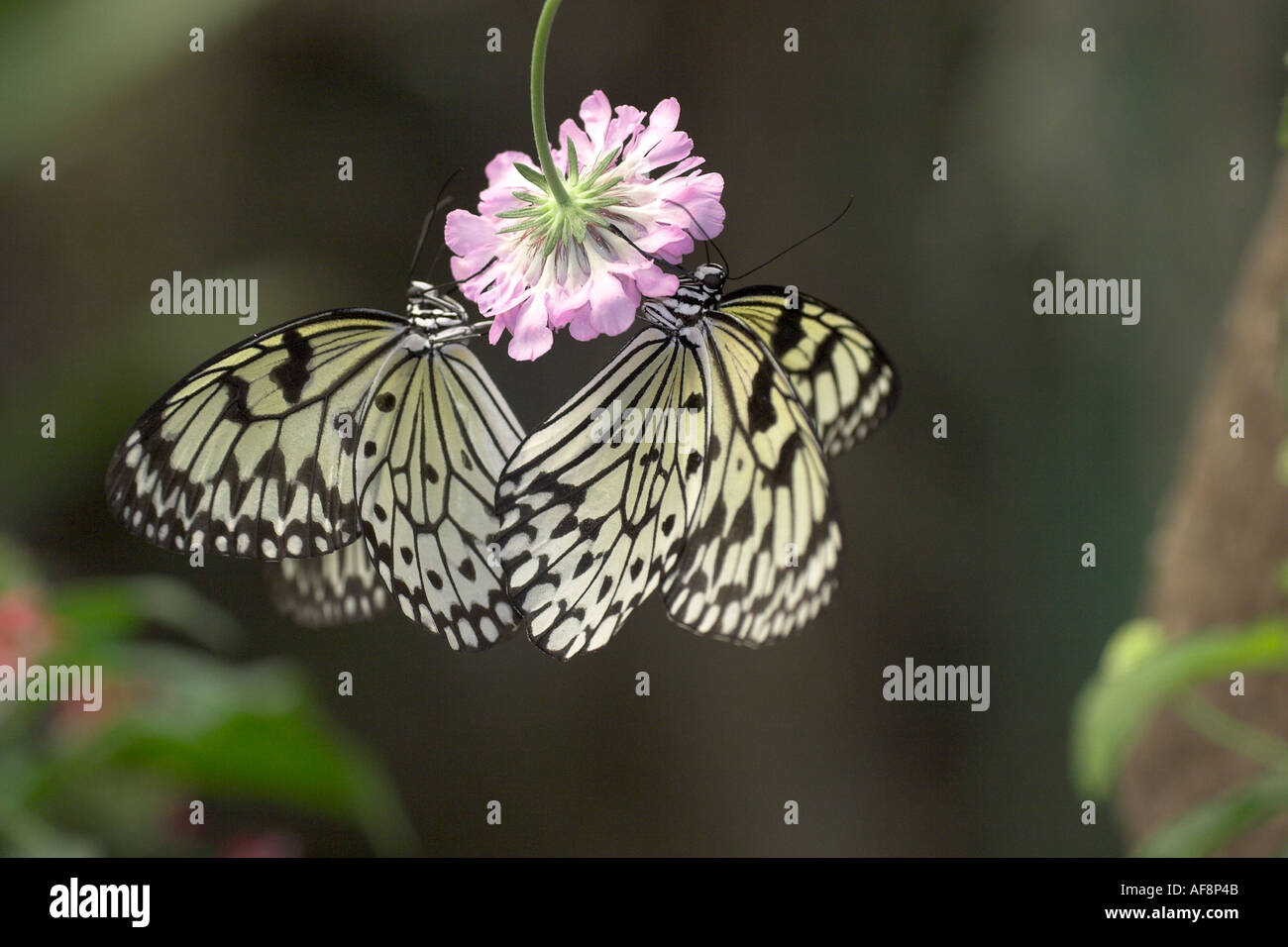 Tree nymph butterflies hi-res stock photography and images - Alamy