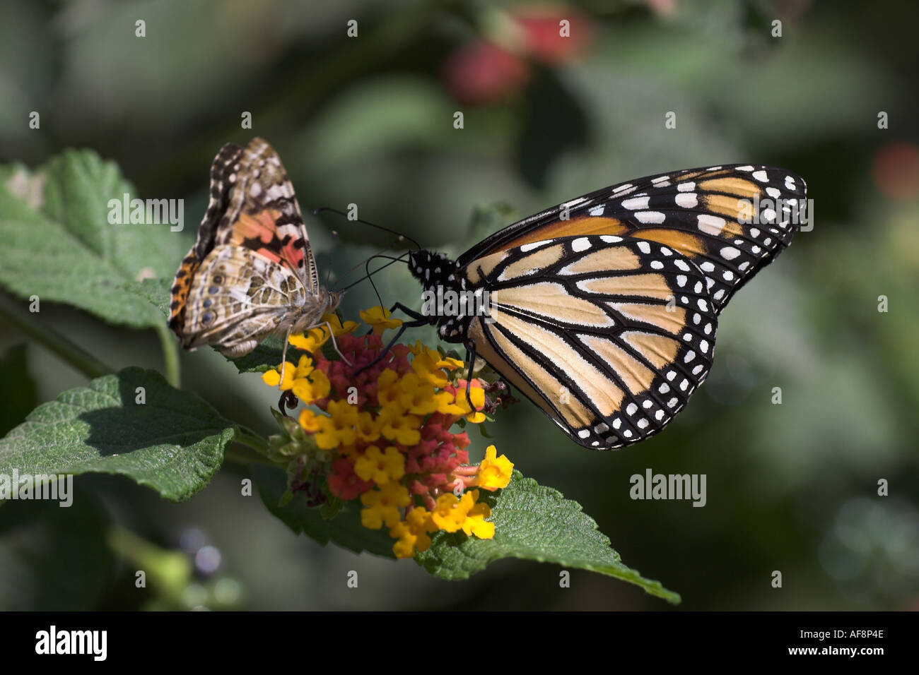 Monarch and Painted Lady butterflies Stock Photo - Alamy