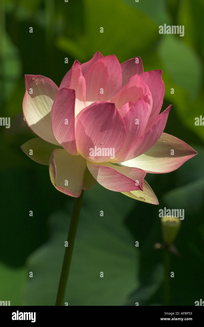 Lotus kamal hi-res stock photography and images - Alamy