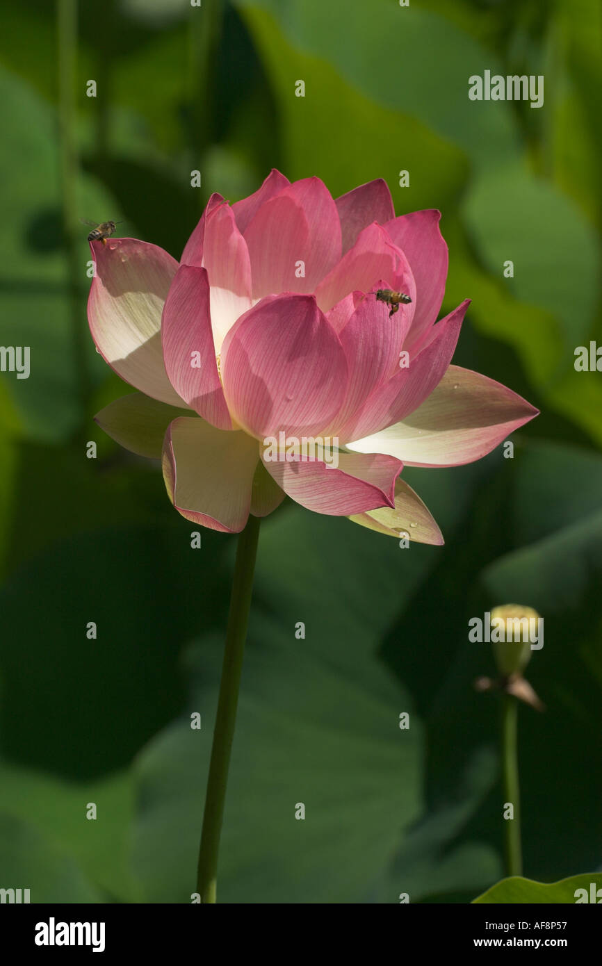 Sacred Lotus at The Huntington Library and Botanical Gardens, San ...